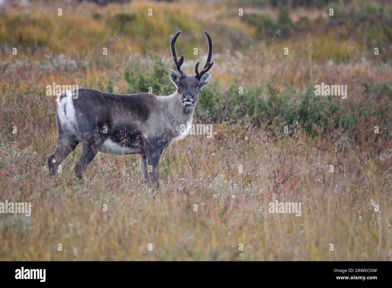 Reindeer reach an average age of 10-15 years (Photo female reindeer ...