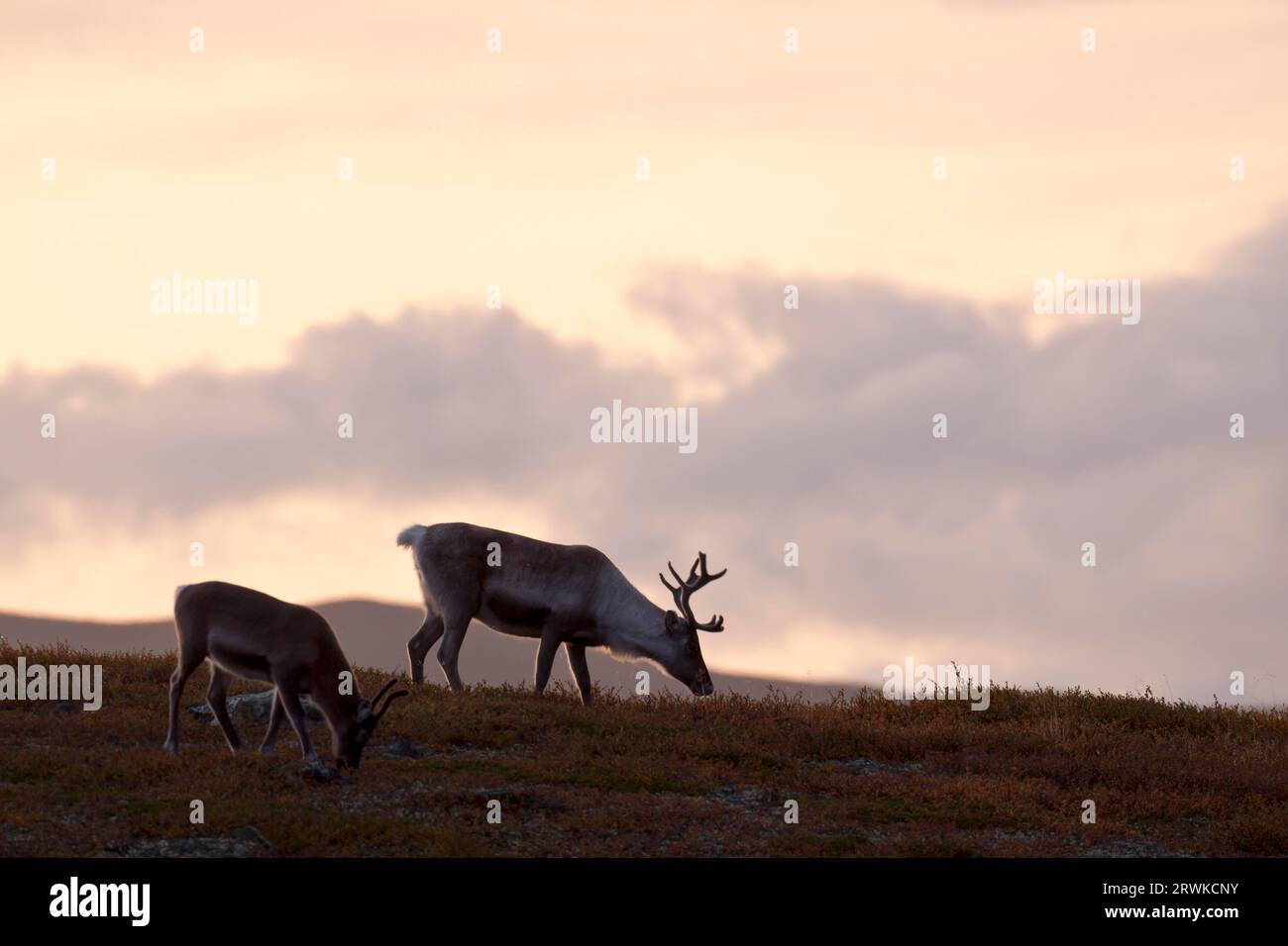 Reindeer natural enemies are Wolf, Bear, Wolverine and Lynx (Photo ...