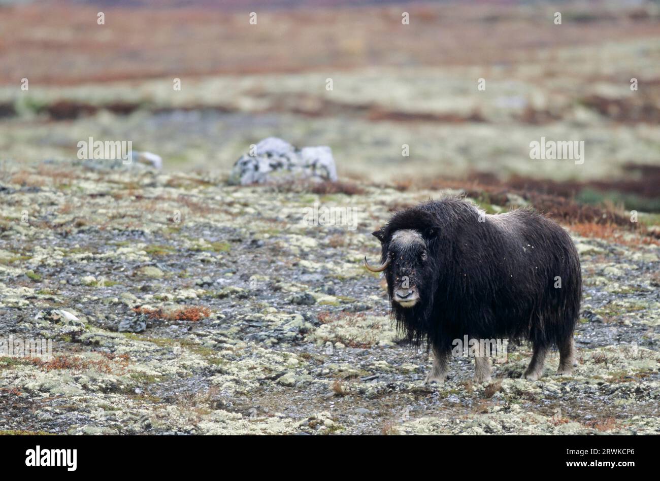 Musk oxen (Ovibos moschatus) in the autumnally coloured tundra (Musk Ox ...