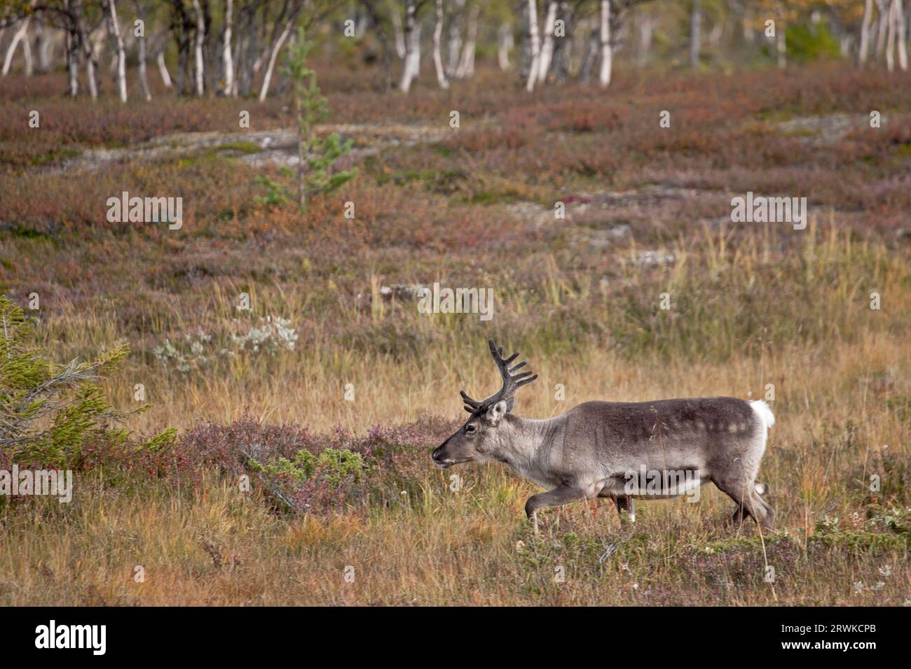 Reindeer reach an average age of 10-15 years (Photo female reindeer ...