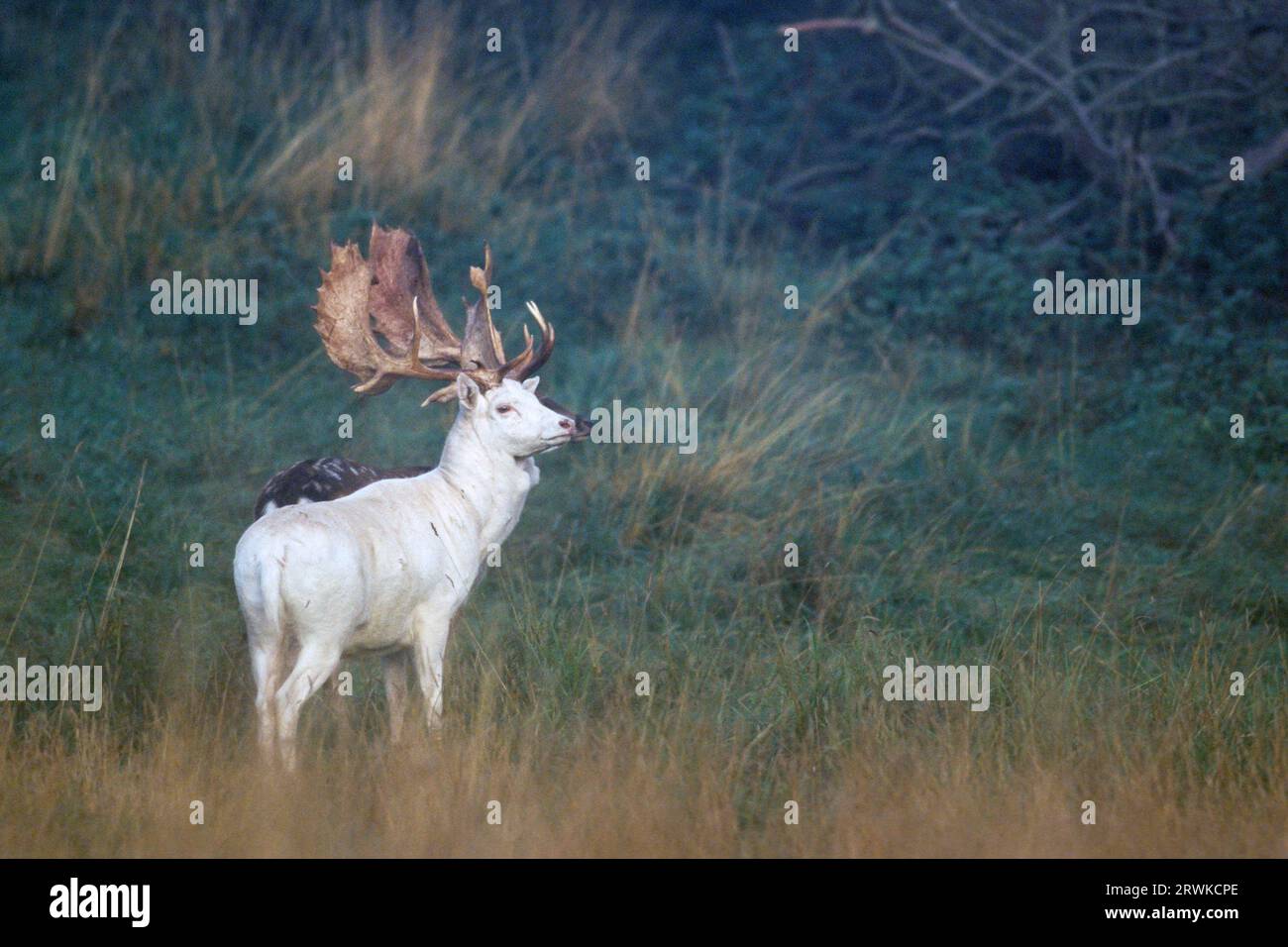 Fallow Deer, the colouration of the coat is very variable, also black ...