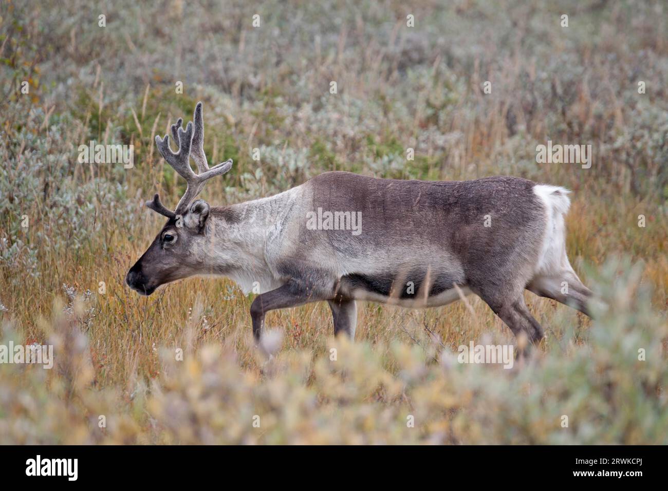 Reindeer reach an average age of 10-15 years (Photo female reindeer ...