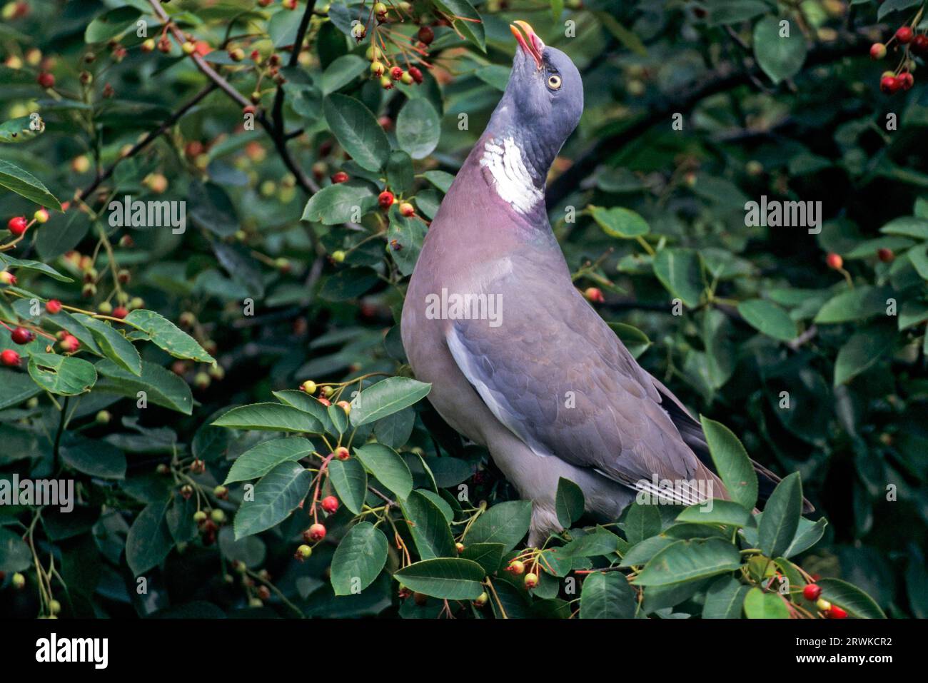 Common wood pigeon (Columba palumbus) reaches a body length of 38, 44cm ...