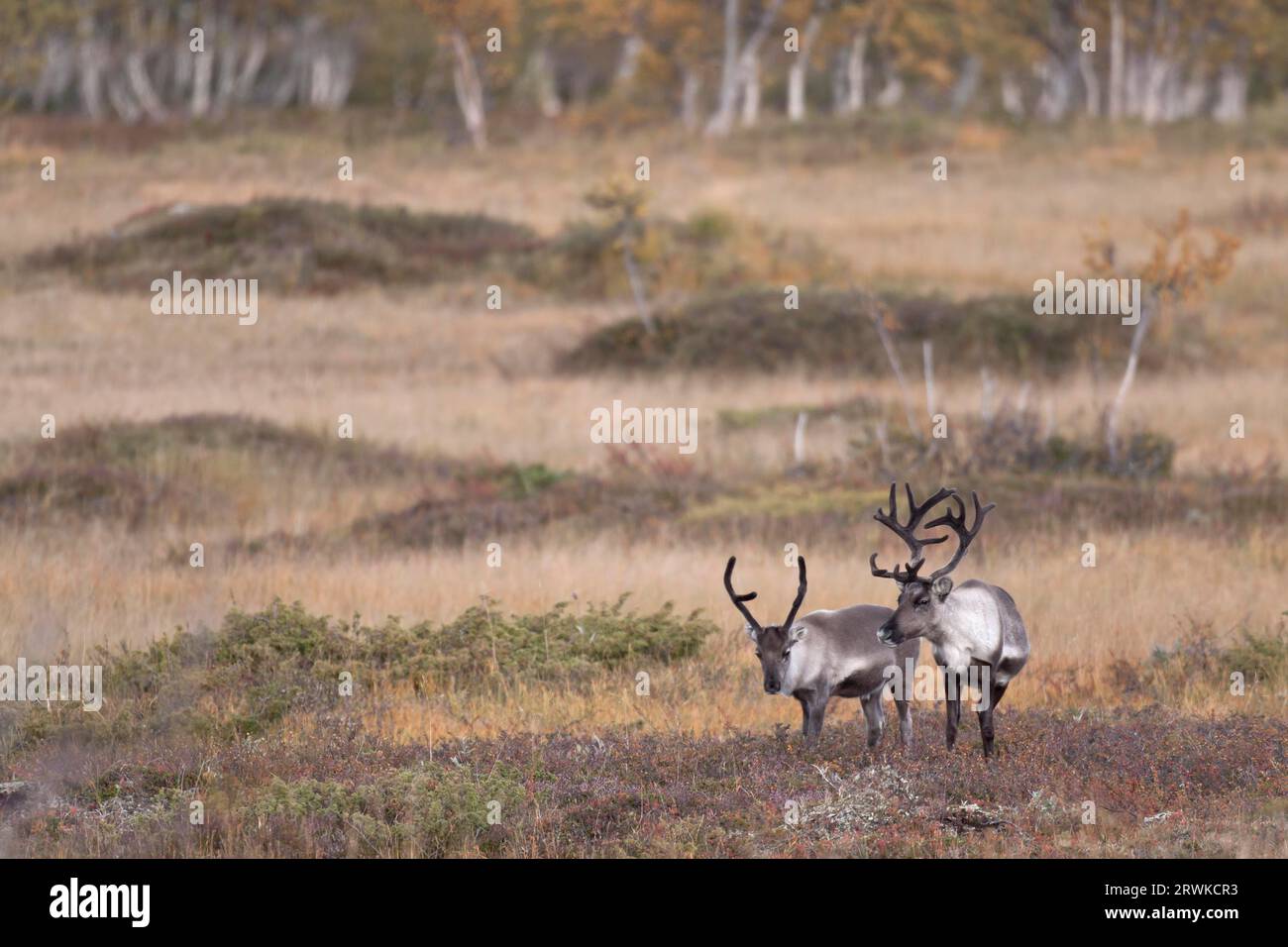 Scandinavian reindeer calf hi-res stock photography and images - Alamy