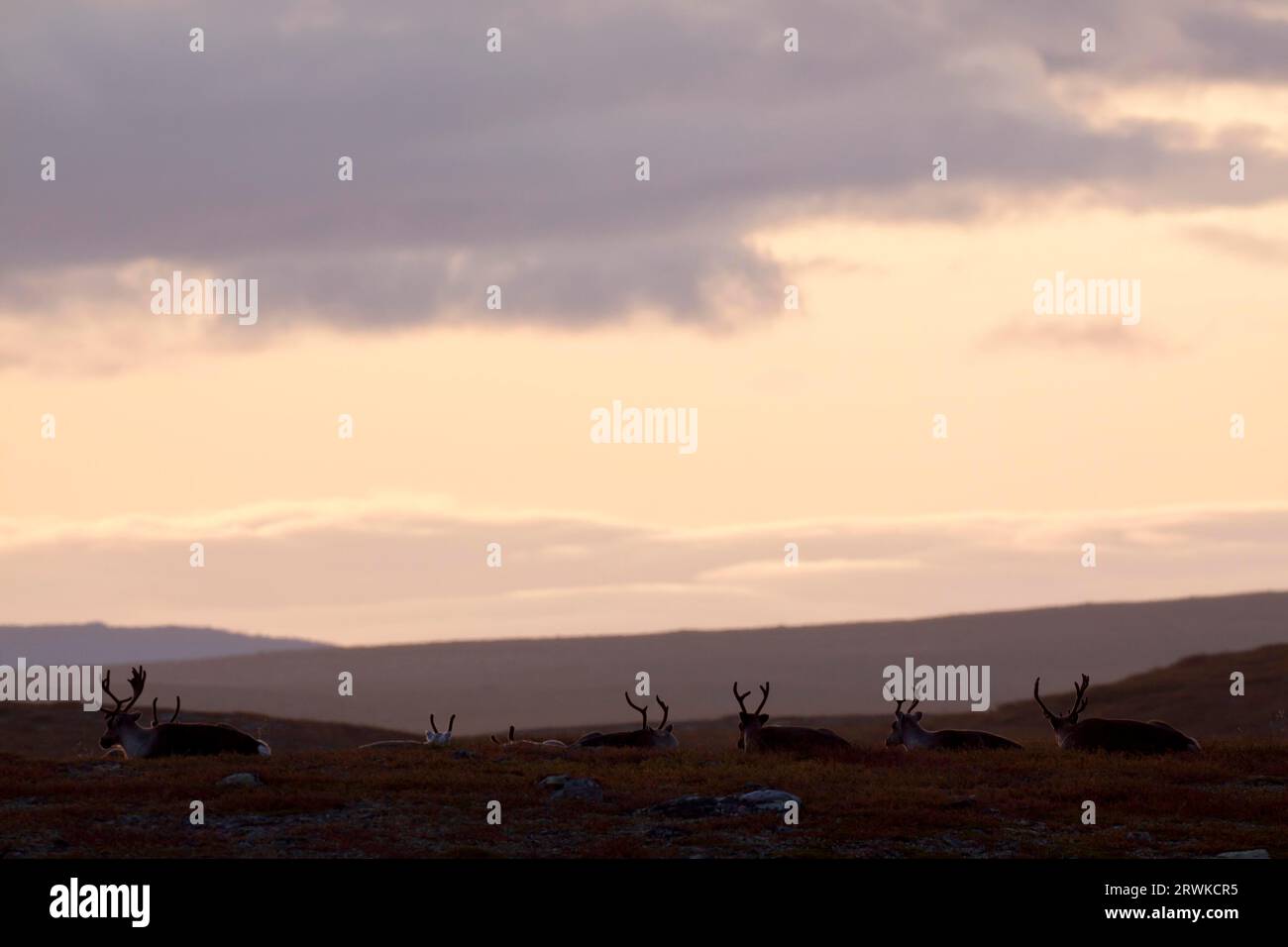 Reindeer in tundra pastures hi-res stock photography and images - Alamy