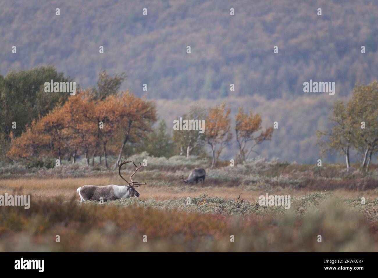 Reindeer is the only cervid species in which females also have antlers ...