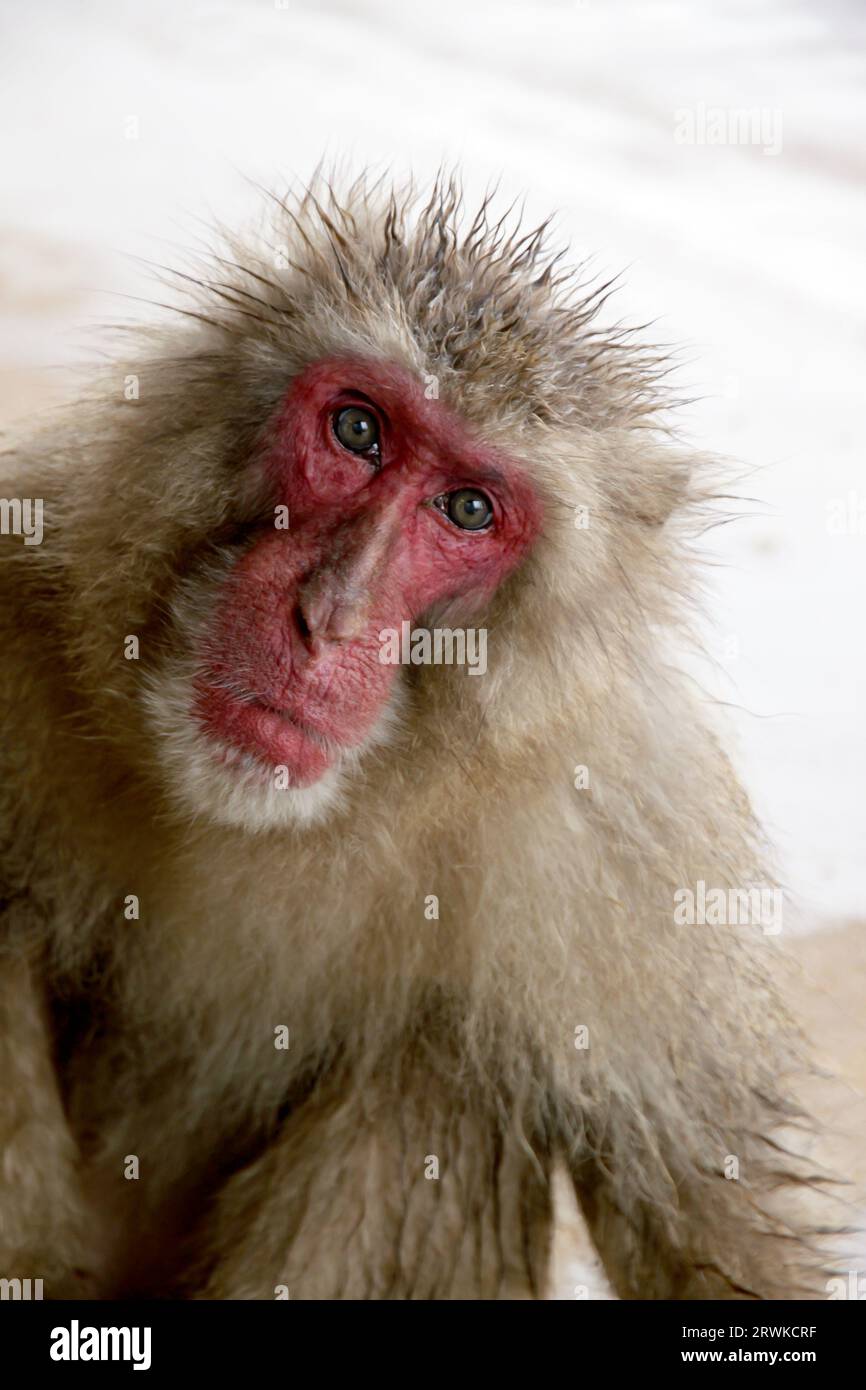 Arashiyama monkey park in japan hi-res stock photography and images - Alamy
