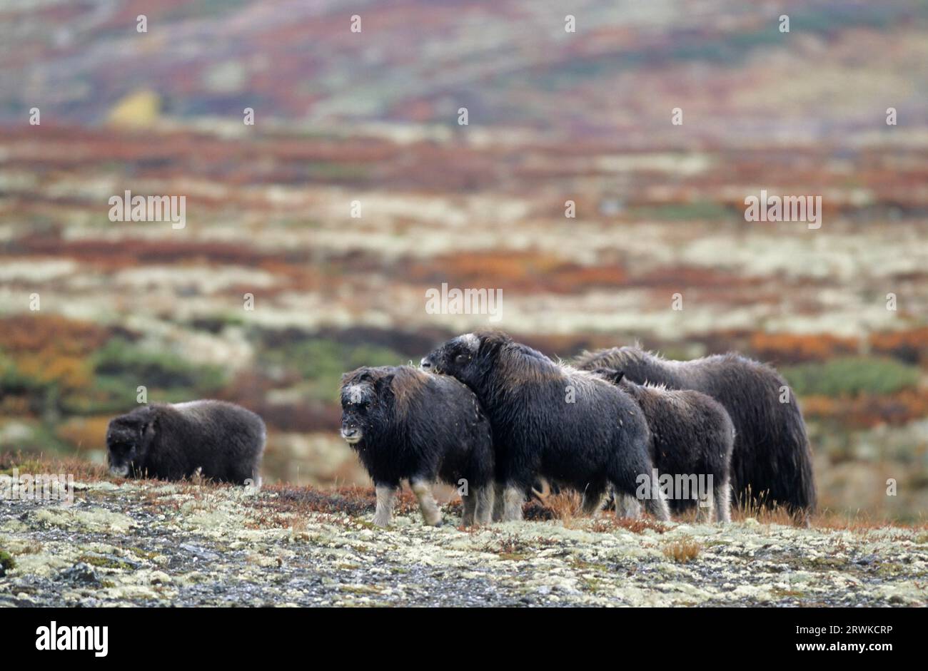 Musk oxen (Ovibos moschatus) Calves playing in the autumnally coloured ...