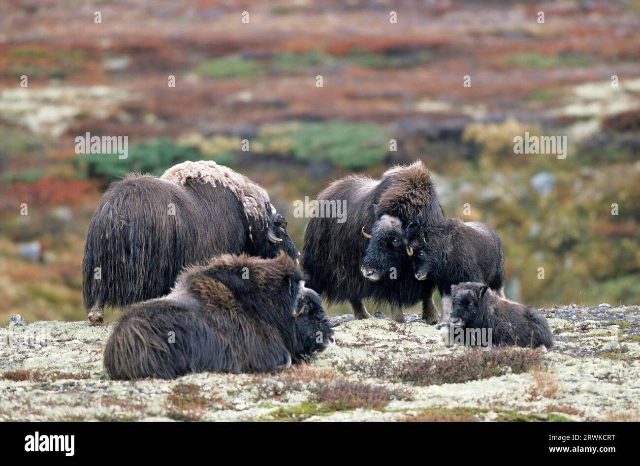 Eine Musschusochsengruppe (Ovibos moschatus) in der autumnally tundra ...