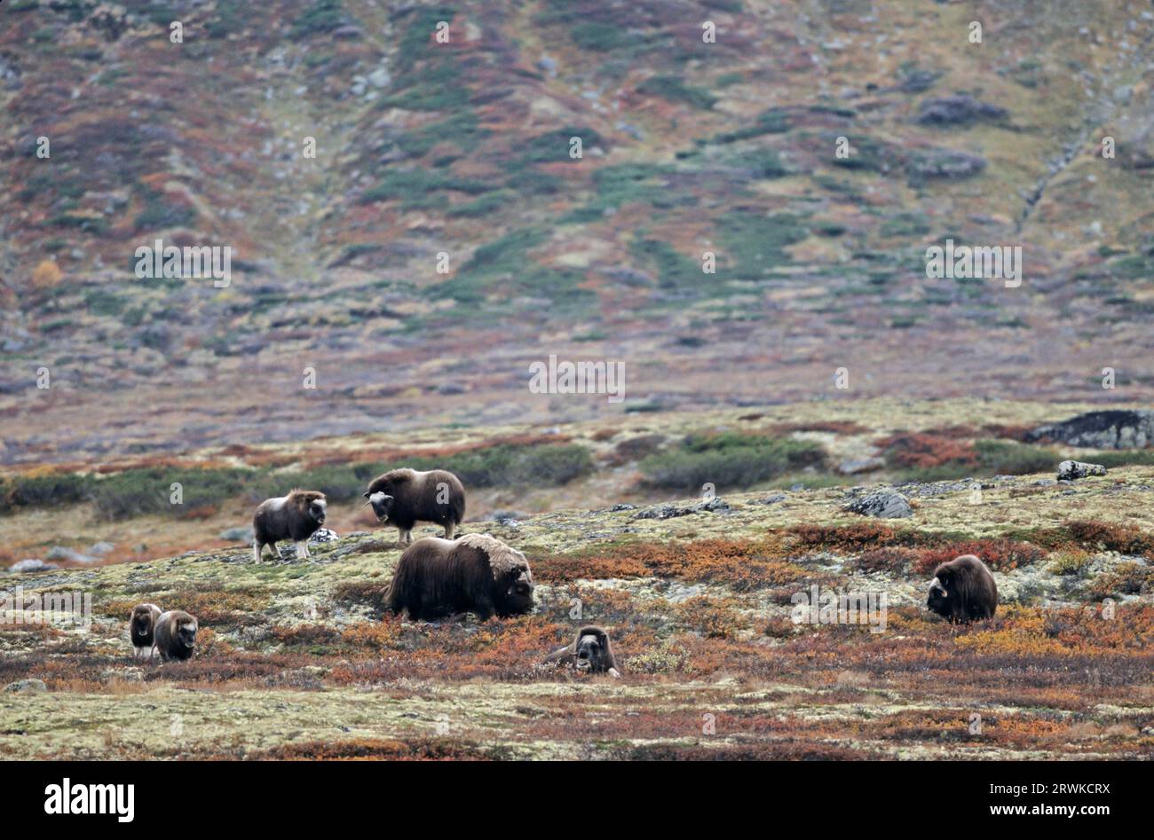 Eine Musschusochsengruppe (Ovibos moschatus) in der autumnally tundra ...
