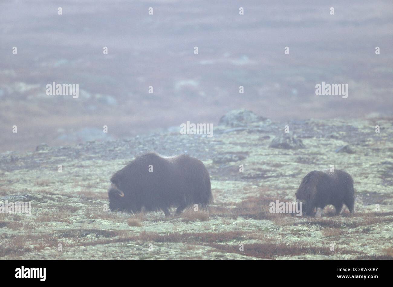 Musk oxen (Ovibos moschatus) calf wandering in the autumnally coloured ...