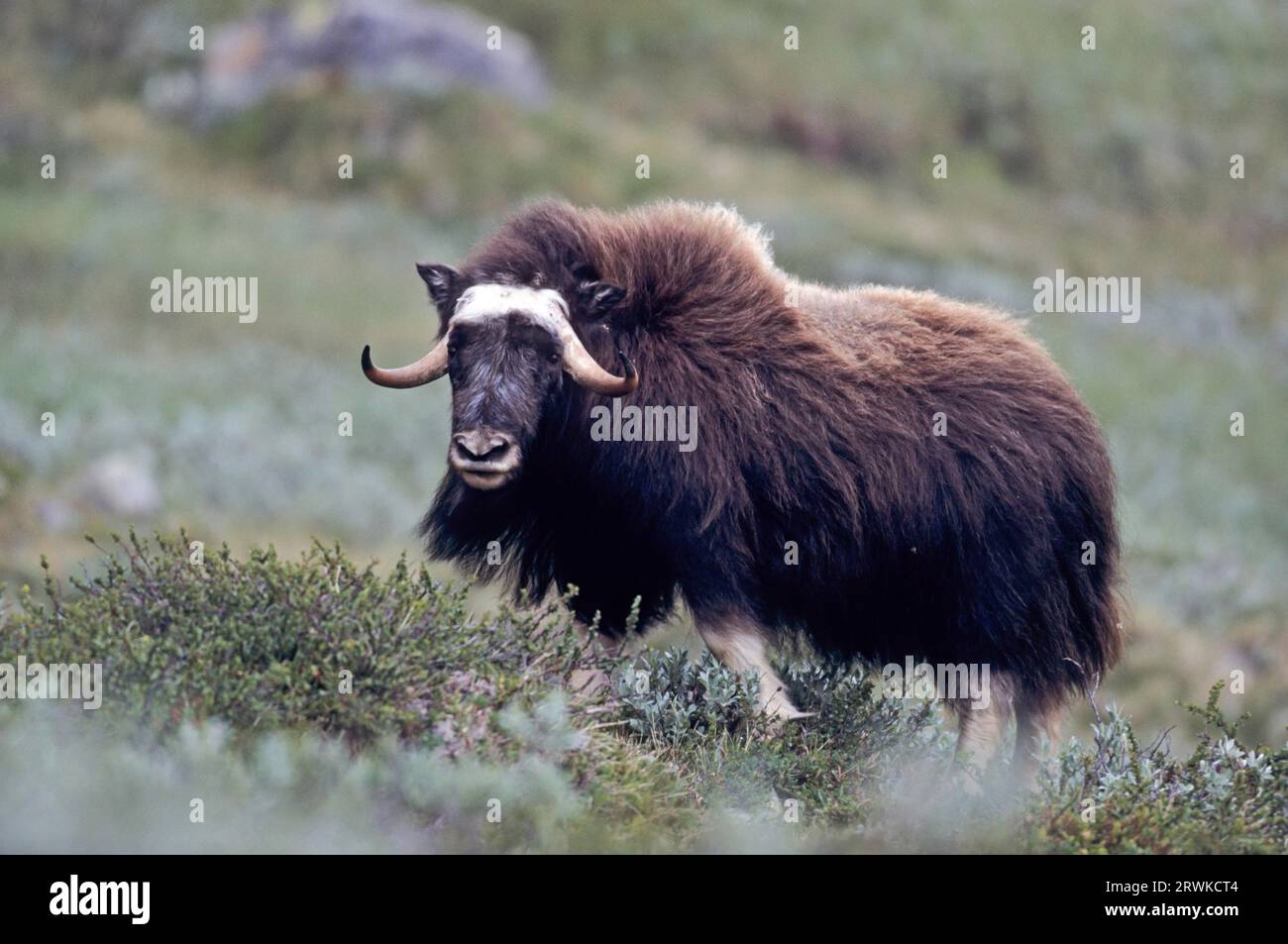 Junger Musschusochsenbulle (Ovibos moschatus) in der sommerly tundra ...
