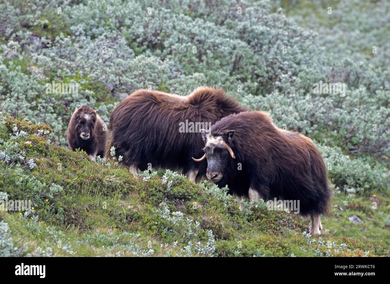 Musk oxen (Ovibos moschatus) calf standing in the summerly tundra (Musk ...