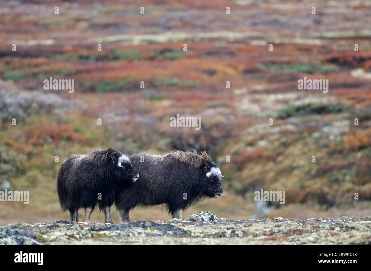 Musk oxen (Ovibos moschatus) in the autumnally coloured tundra ...