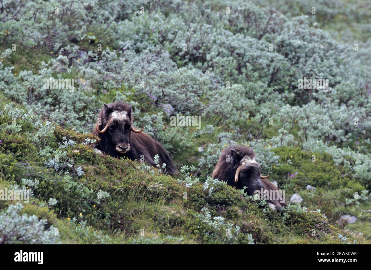 Musk oxen (Ovibos moschatus) resting in the summerly tundra (Musk Ox ...