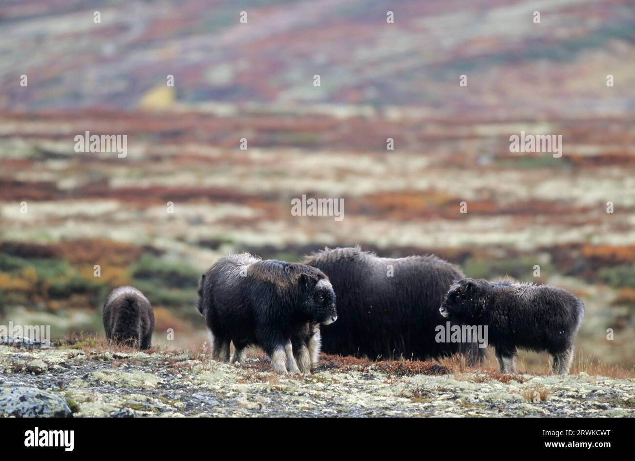 Musk oxen (Ovibos moschatus) Calves standing in the autumnally coloured ...