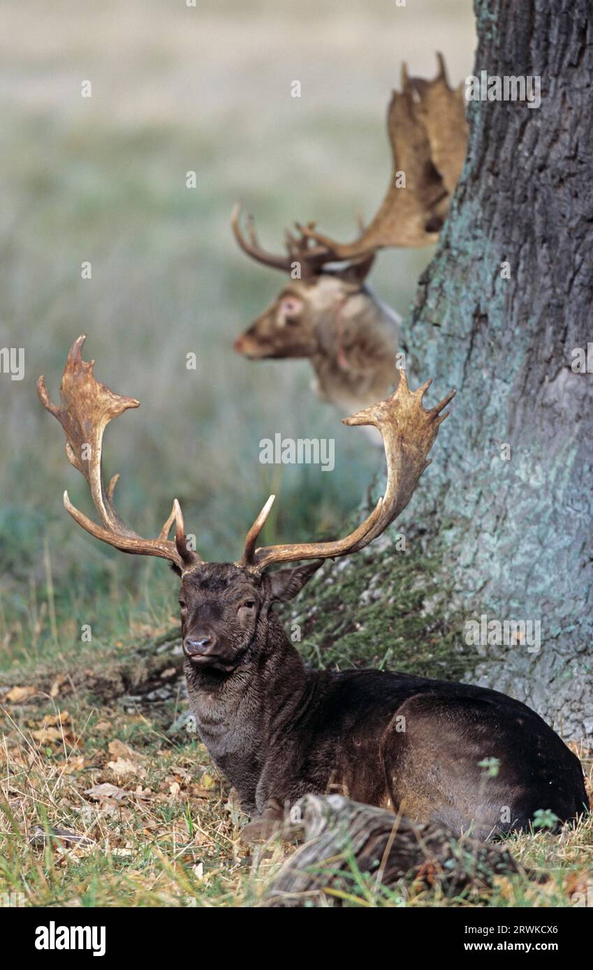 Fallow Deer (Cervus dama) (Black and white fallow deer), Fallow Deer ...