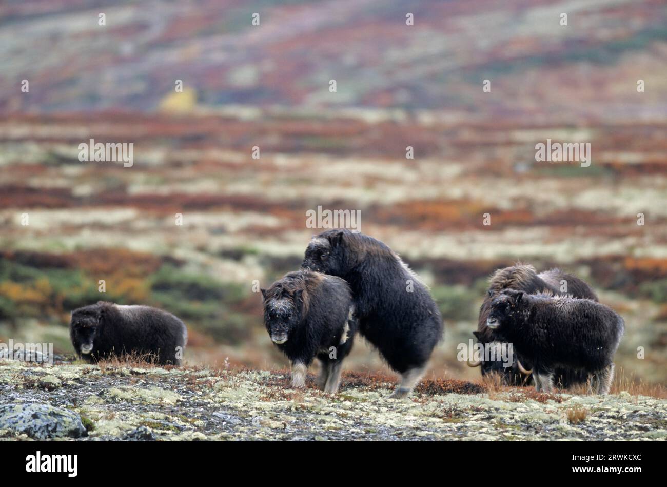 Musk oxen (Ovibos moschatus) Calves playing in the autumnally coloured ...