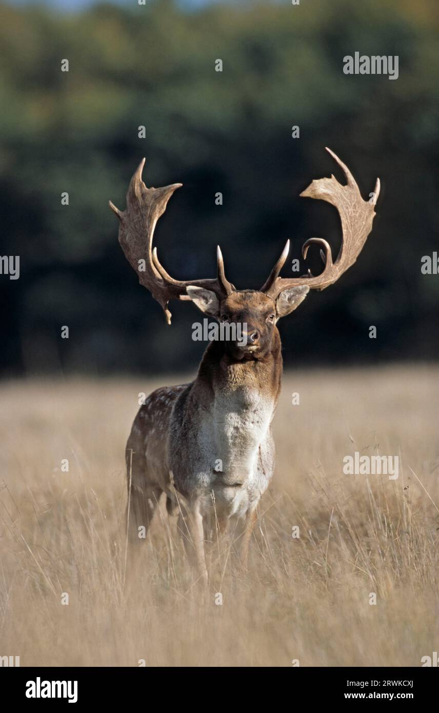 Fallow deer (Cervus dama) in the rutting season, Fallow Deer stag in ...
