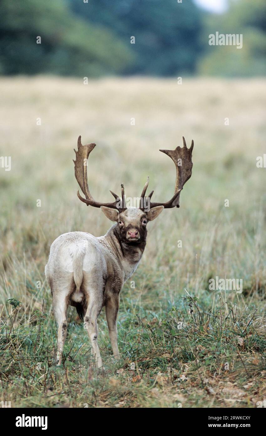 Fallow Deer (Cervus dama) (White stag), Fallow Deer (White stag), Dama ...