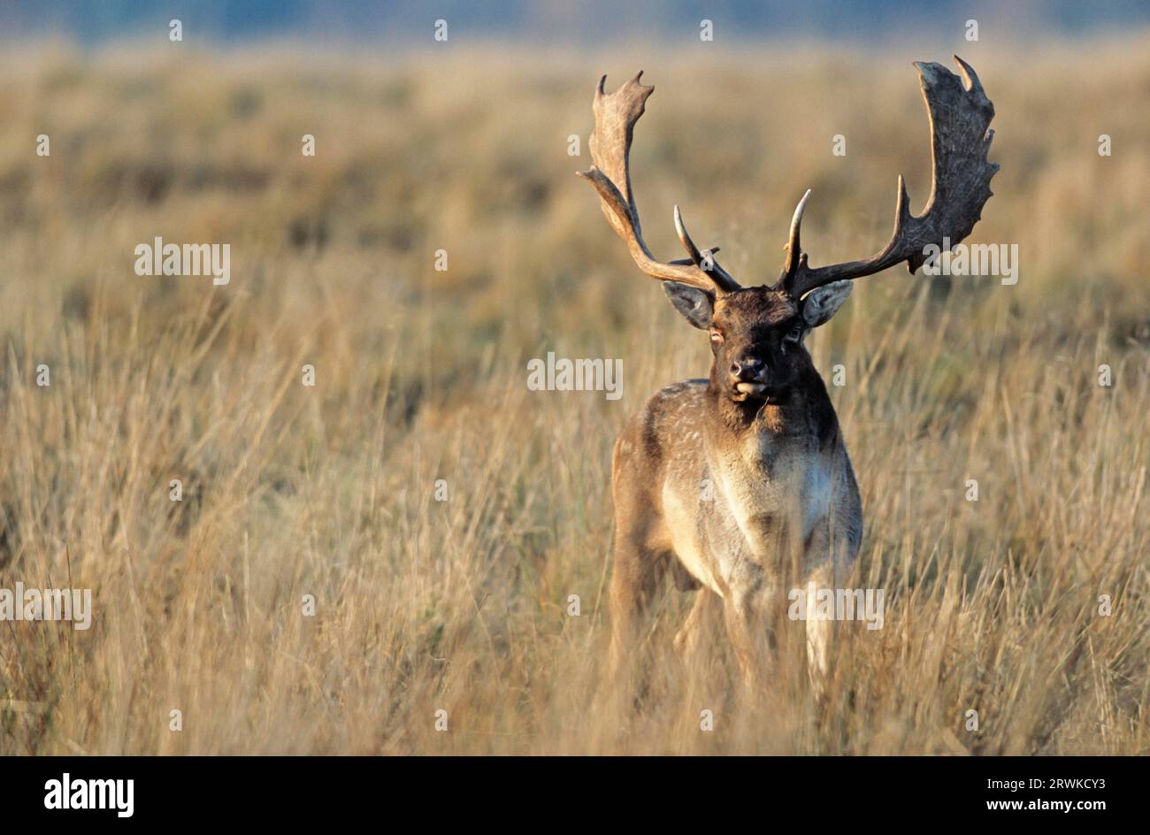 Fallow Deer (Cervus dama) (Example for image build-up), Fallow Deer ...
