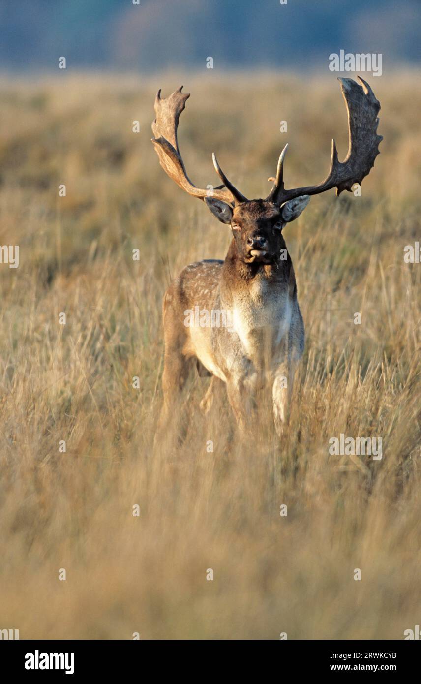 Fallow Deer (Cervus dama) (Example for image build-up), Fallow Deer ...