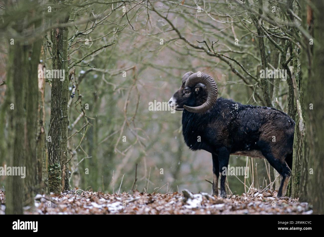 Moufflon ram watching the photographer (European Mouflon) (Muffel ...