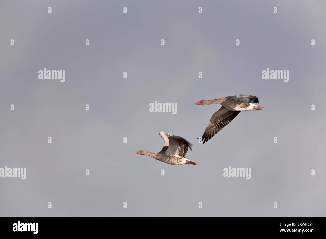 Greylag Goose (Anser anser) is one of the most common waterfowl in ...