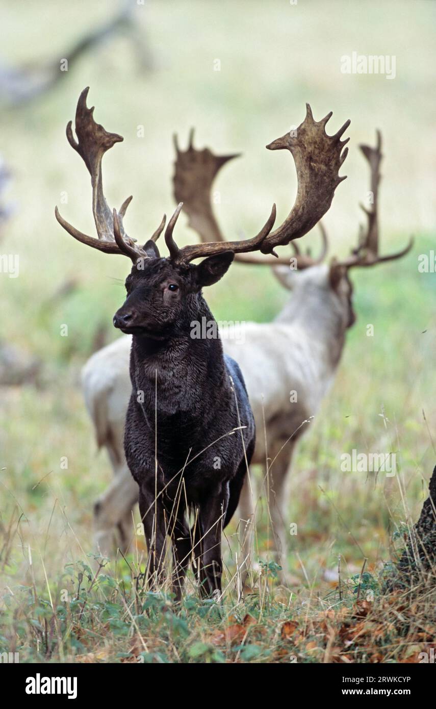 Fallow Deer (Cervus dama) (Black and white fallow deer), Fallow Deer ...
