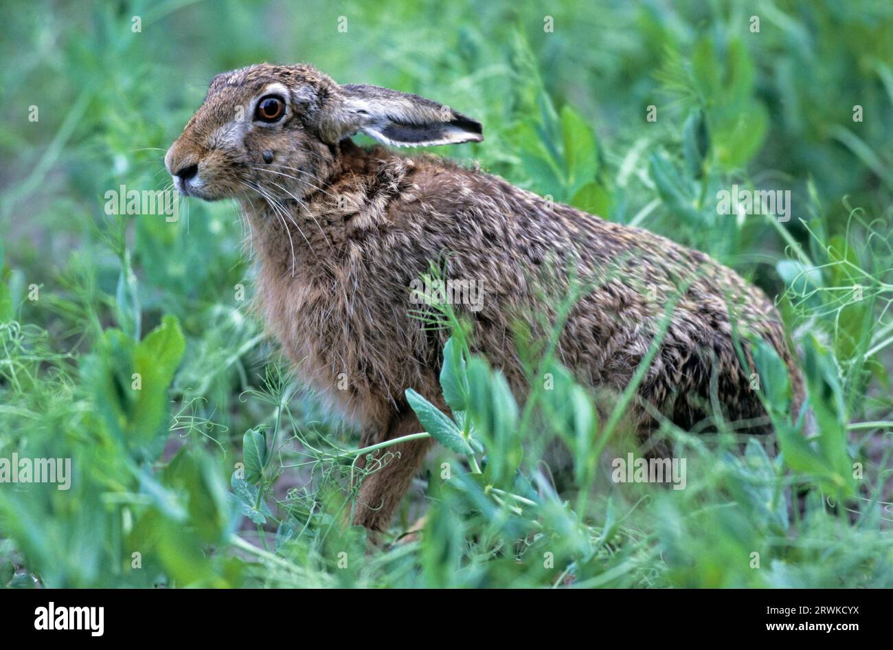 European hare (Lepus europaeus) with a clear visually tick on its head (Brown Hare Stock Photo ...