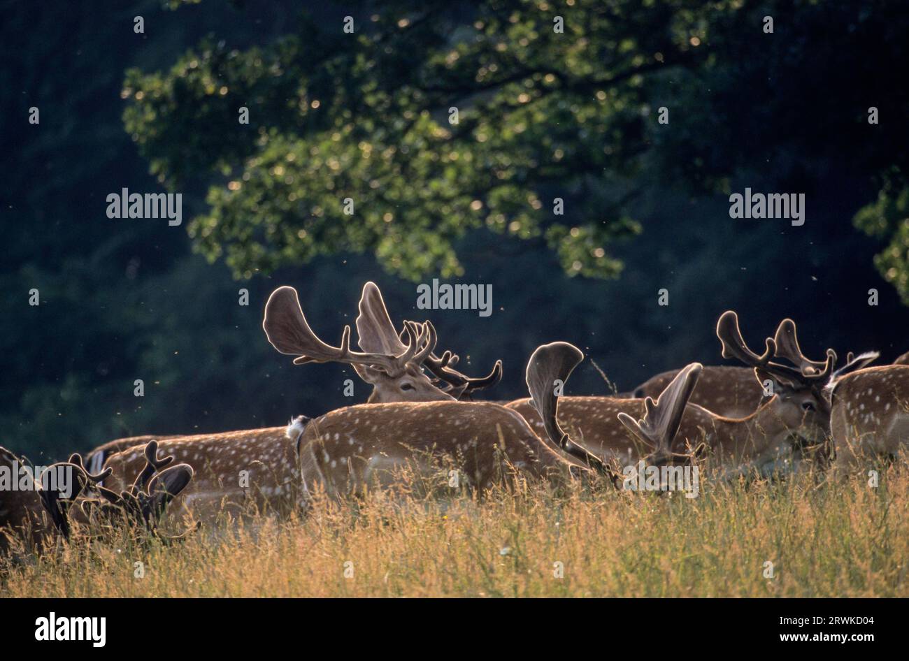 Fallow Deer (Cervus dama) with velvet antlers in midsummer, Fallow Deer ...