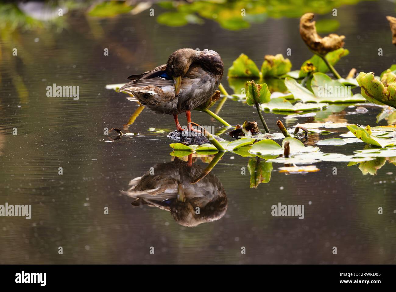 Duck washing himself in a lake pond in Stanley Park, Downtown Vancouver ...