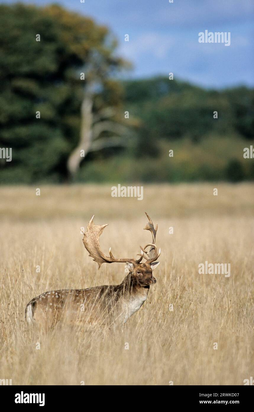 Fallow deer (Cervus dama) in the rutting season, Fallow Deer stag in ...