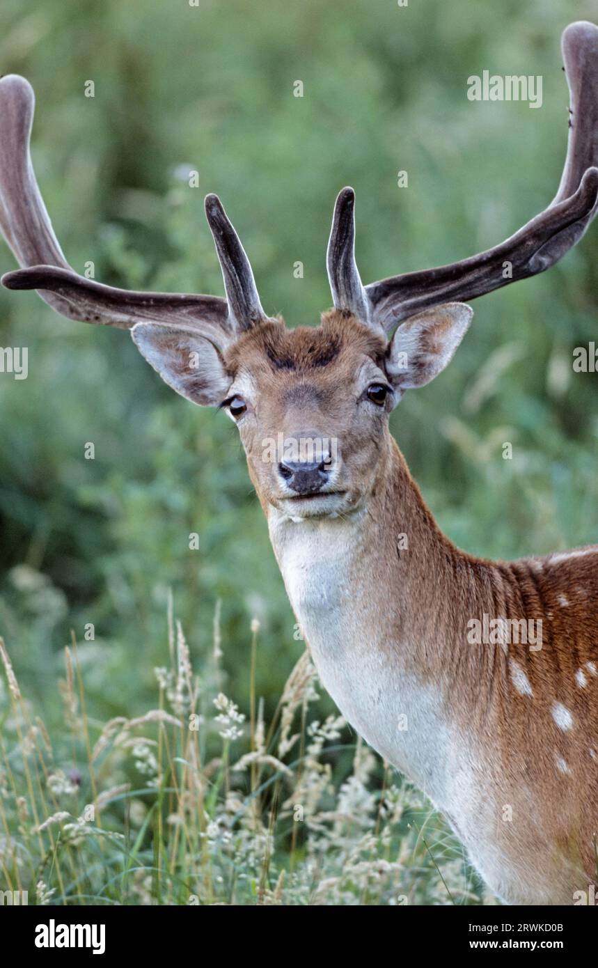 Fallow Deer (Cervus dama) (Portrait from a stag with velvet antler ...