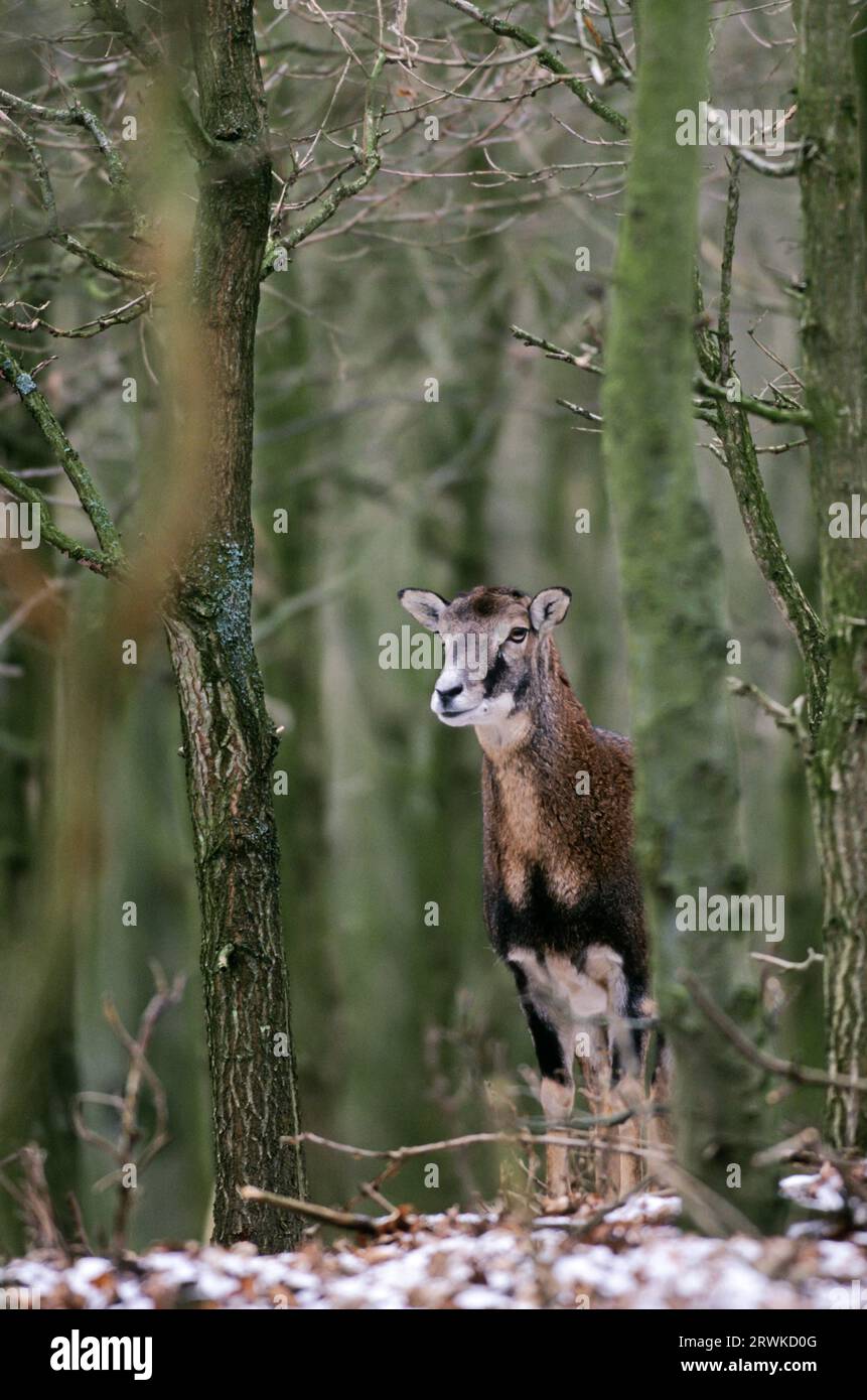 Ewe tree hi-res stock photography and images - Alamy