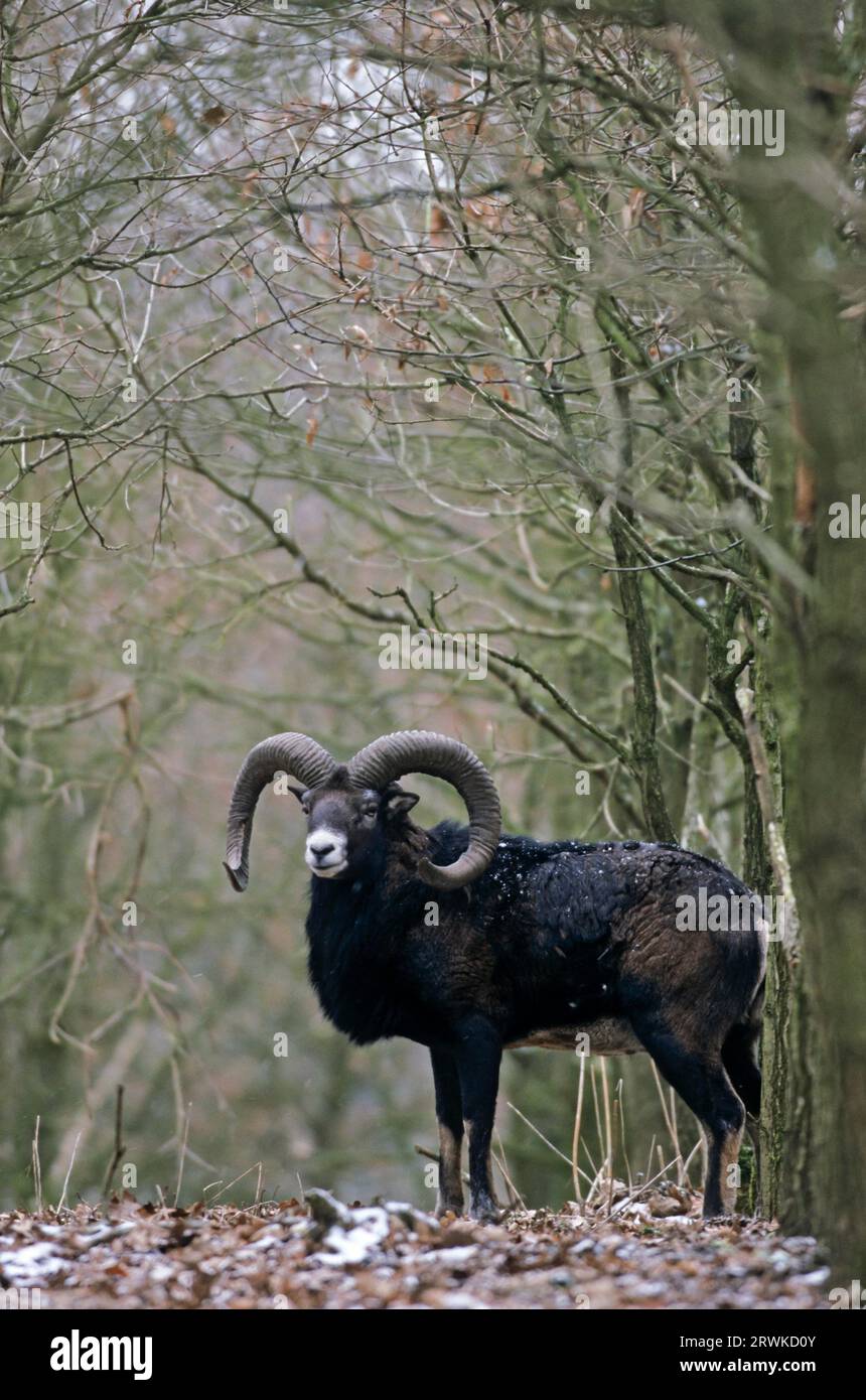 Moufflon ram watching the photographer (European Mouflon) (Muffel ...