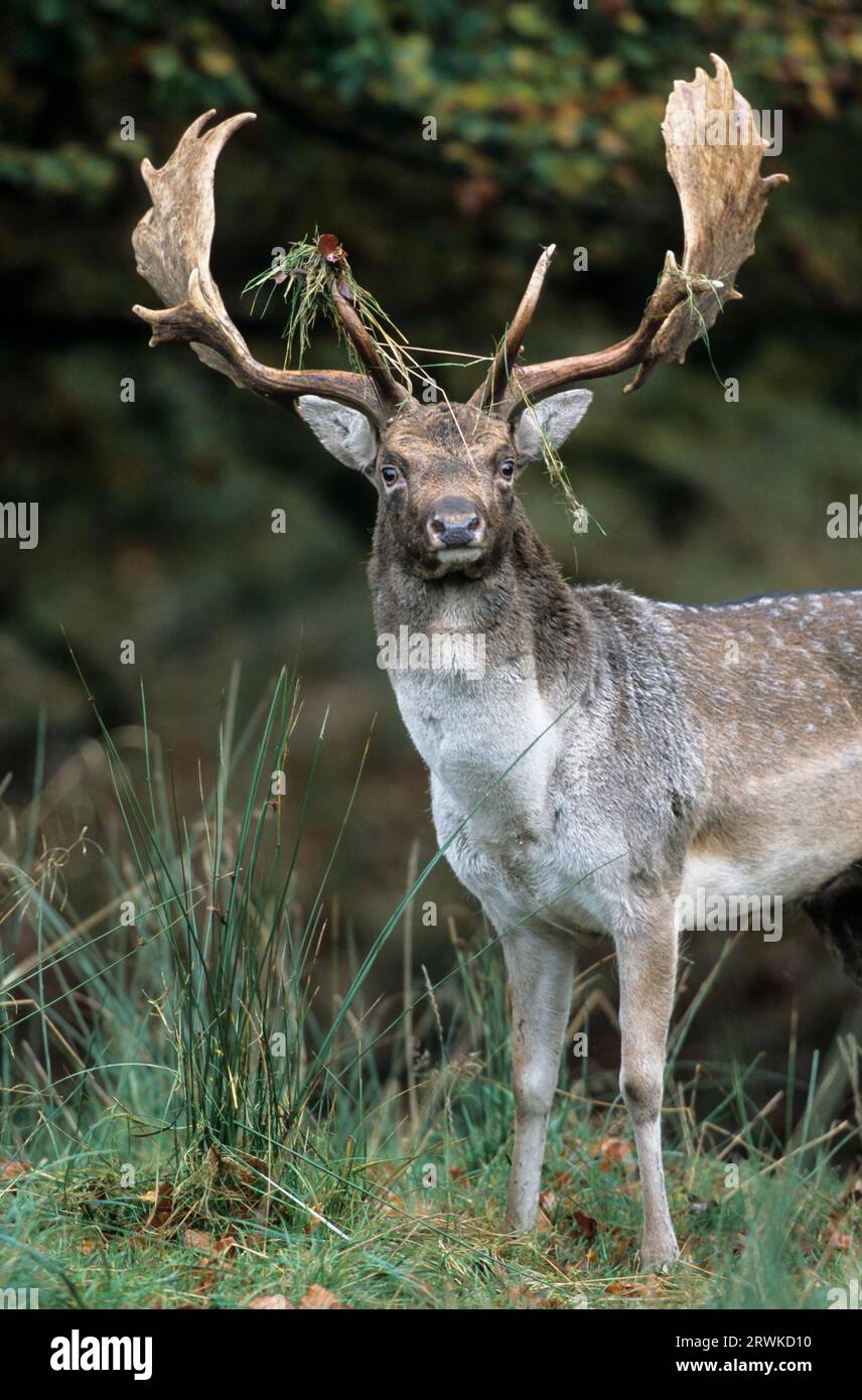 Fallow Deer (Cervus dama) (Portrait), Fallow Deer (Stag) (Portrait ...