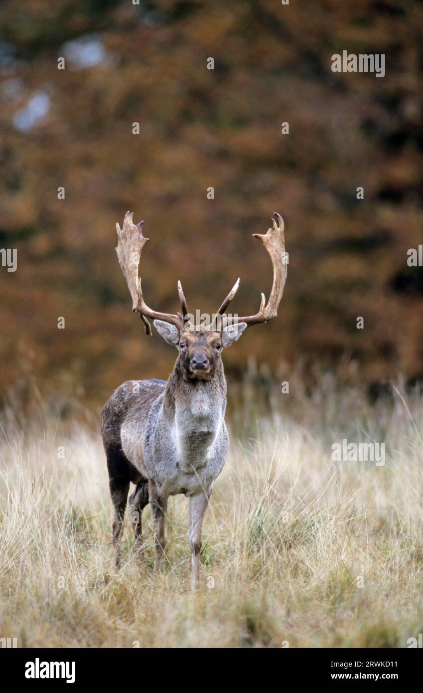 Fallow deer (Cervus dama) (Fallow deer stag in the rutting season ...