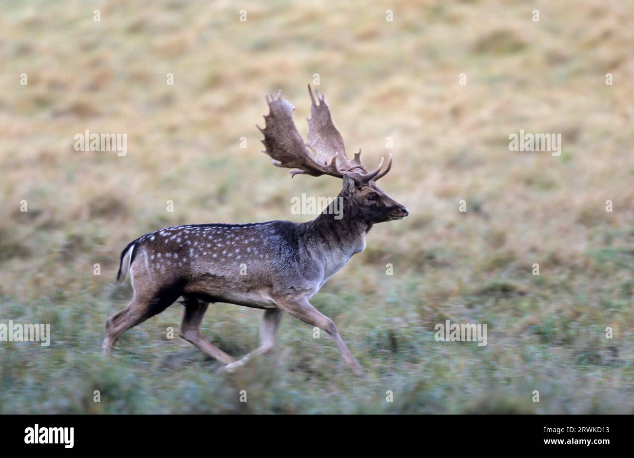 Fallow deer (Cervus dama) (Fallow deer stag in the rutting season ...