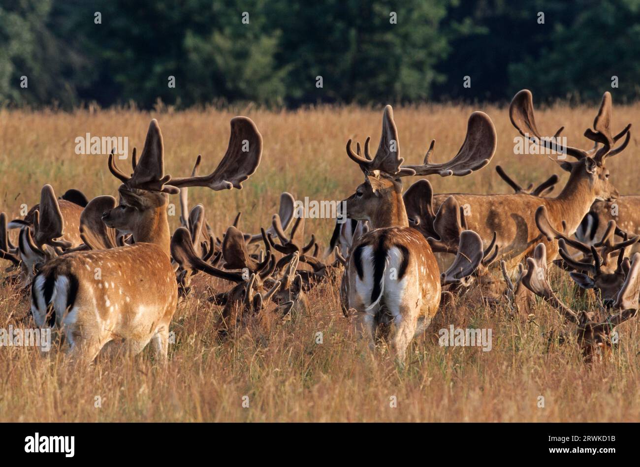Fallow Deer (Cervus dama) with velvet antlers in midsummer, Fallow Deer ...