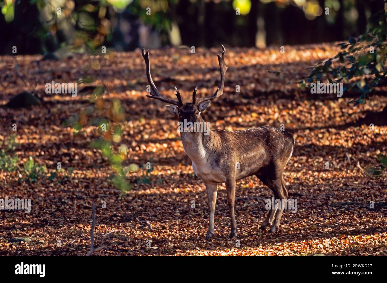 Fallow deer (Cervus dama) (Fallow deer stag in the rut), Dama dama ...