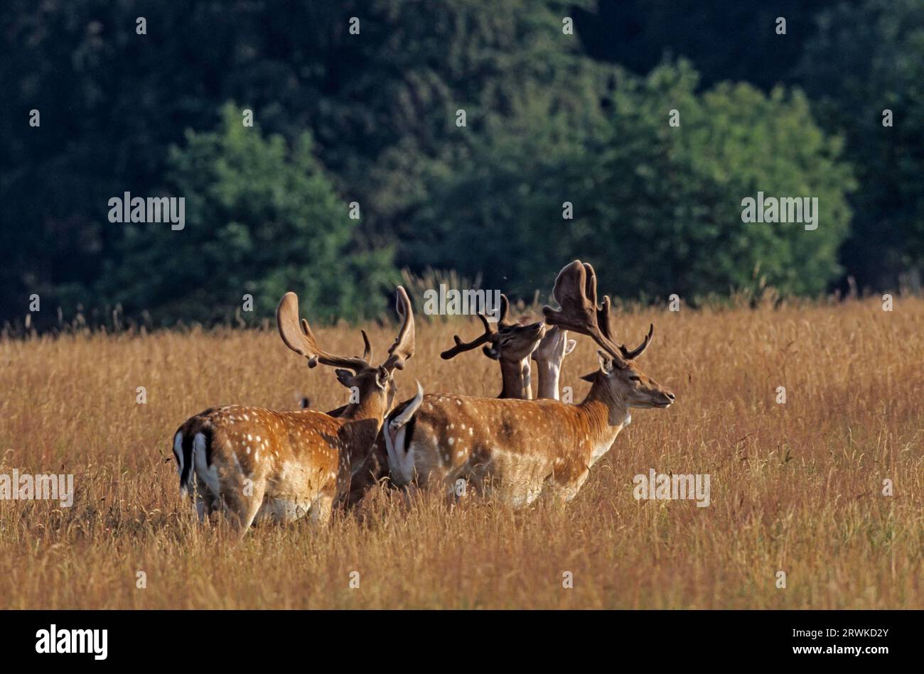 Fallow Deer (Cervus dama) with velvet antlers in midsummer, Fallow Deer ...