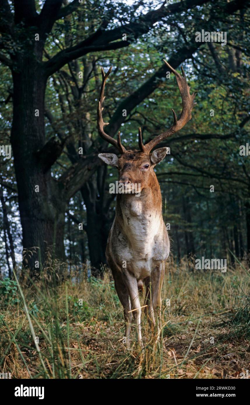 Fallow deer (Cervus dama) (Fallow deer stag in the rutting season ...
