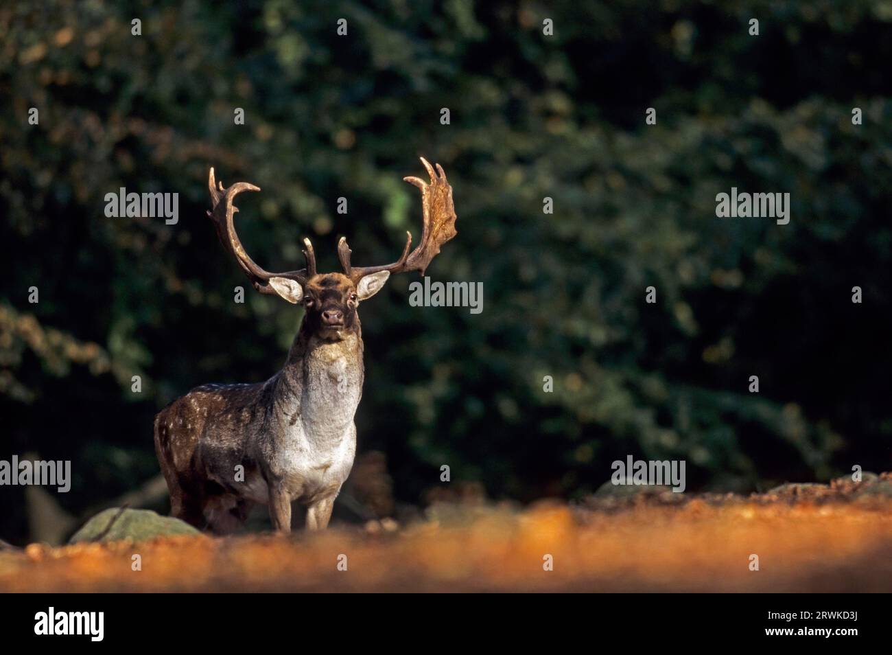 Fallow deer (Cervus dama) (Fallow deer stag in the rut), Dama dama ...
