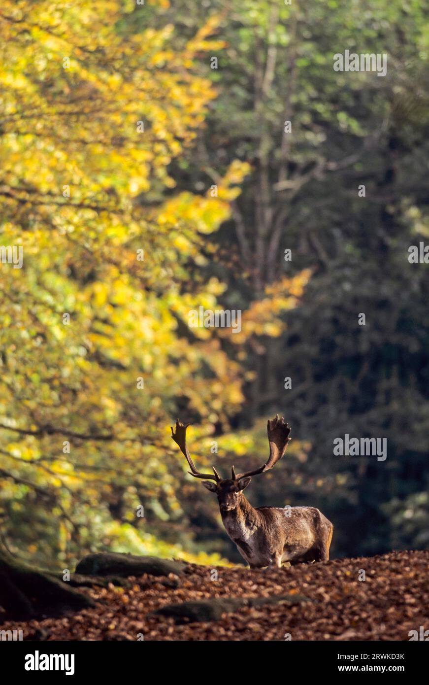 Fallow deer (Cervus dama) (Fallow deer stag in the rut), Dama dama ...