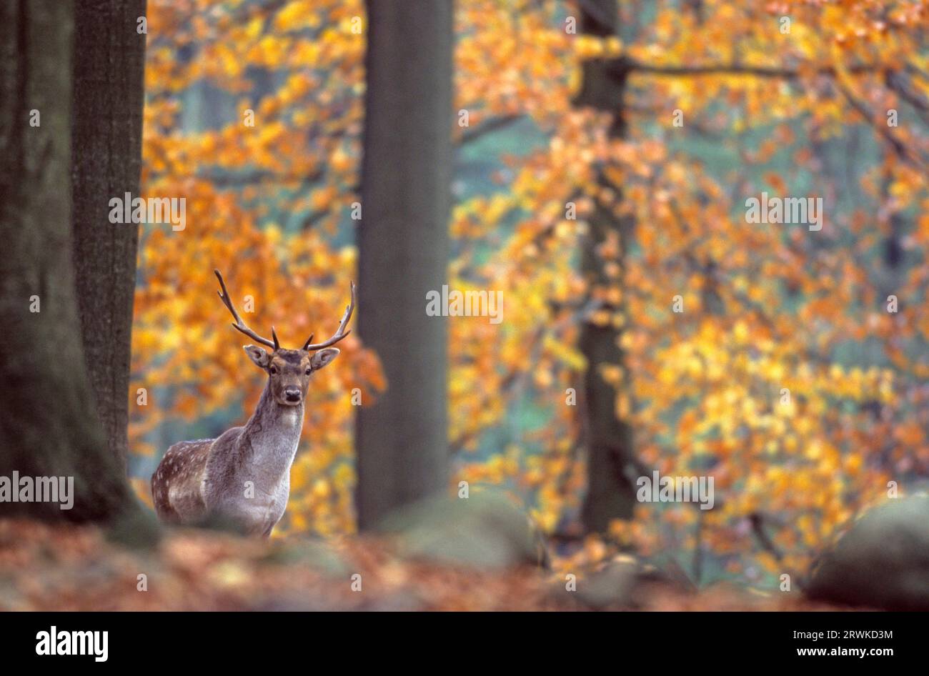 Fallow deer (Cervus dama) (Fallow deer knee in rut), Fallow deer young ...
