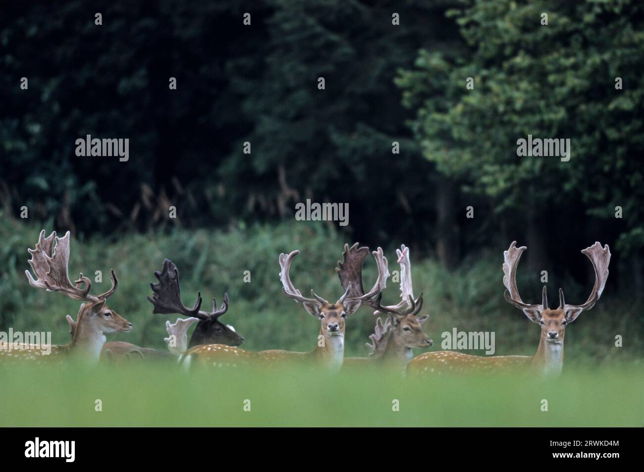 Fallow Deer (Cervus dama) (Fallow deer stag with velvet antler standing ...
