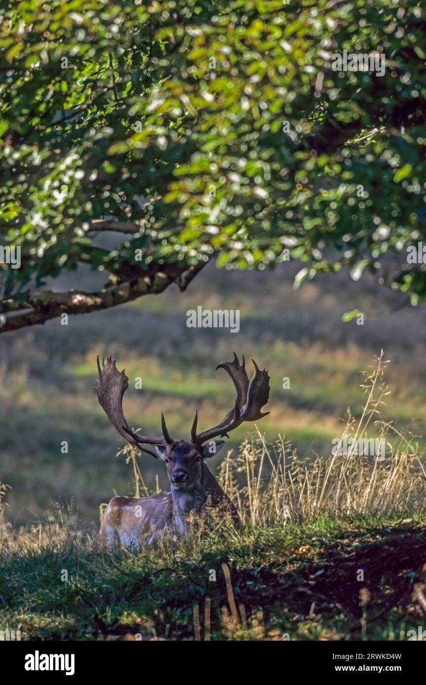Fallow Deer (Cervus dama) (Fallow Deer stag in the rut with abnormal ...