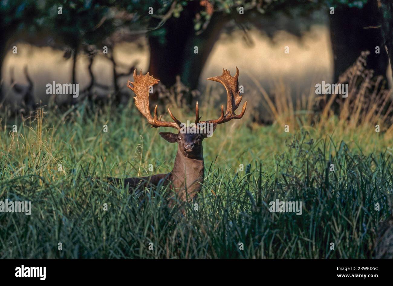 Fallow Deer (Cervus dama) (Black fallow deer standing in a meadow ...