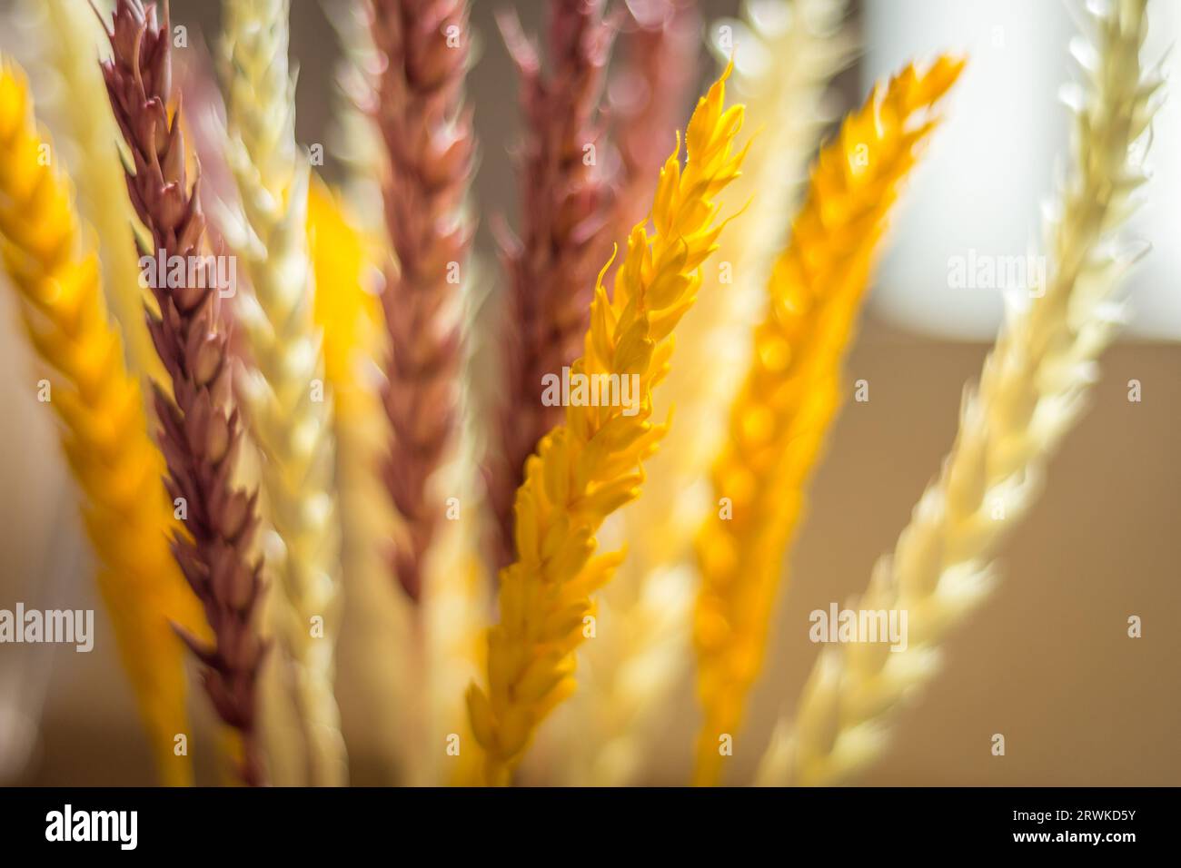 Ears of colorful wheat. Dried plants in pot. Wheat decor. Elegant eco ...